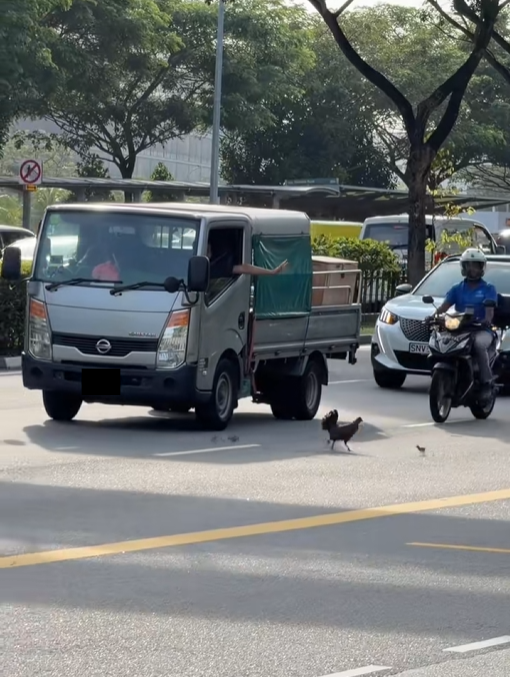 Lorry stops for family of chickens crossing busy road in S'pore ...