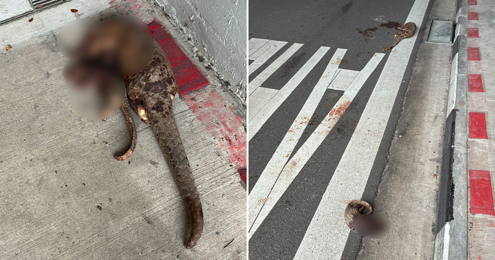 Mother & baby pangolin found dead along road near Bukit Brown, believed ...