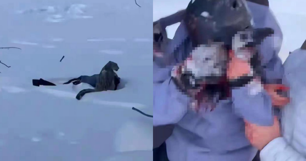 Tourist skiing in China attacked by snow leopard after getting too ...