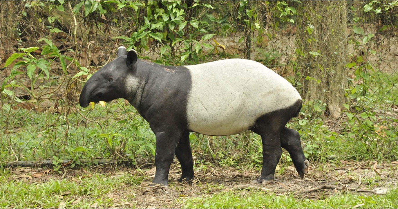 Endangered Malayan tapir seen wandering around Defu Lane car park on ...