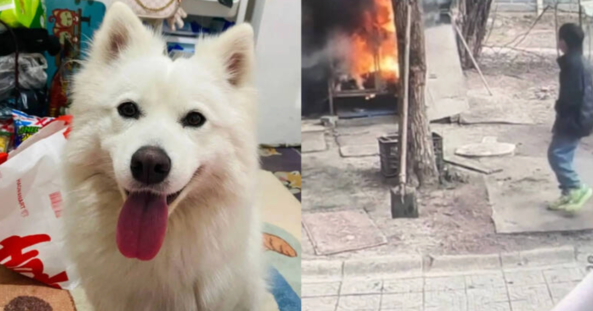 2 boys in China accused of burning Samoyed dog to death with firework ...