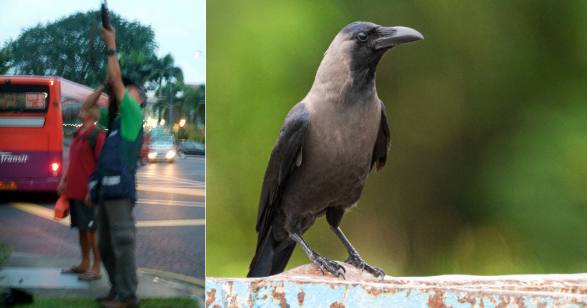 S'pore to reintroduce crow shooting from 2nd half of March 2026 ...