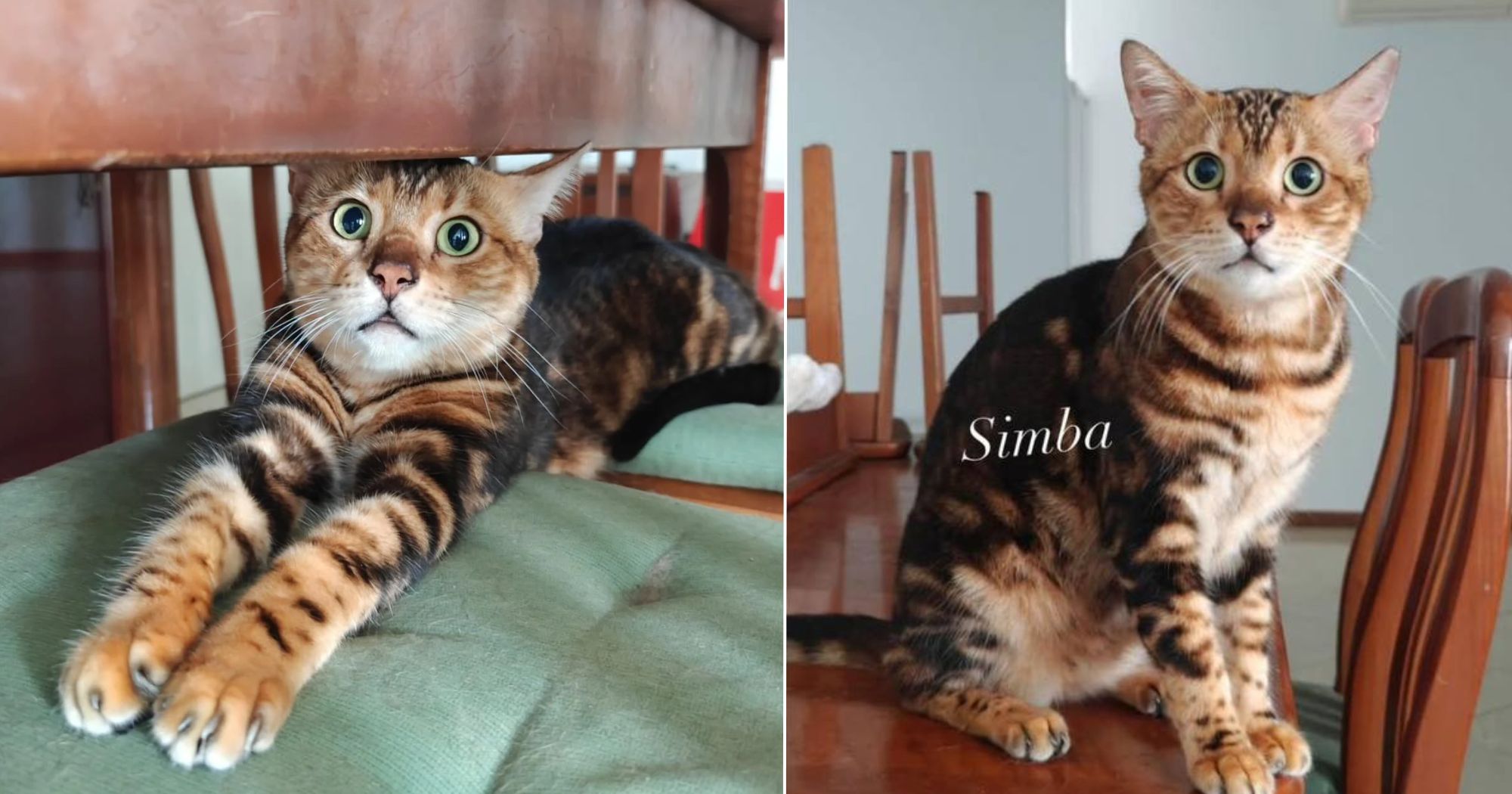 Simba missing! | HardwareZone Forums