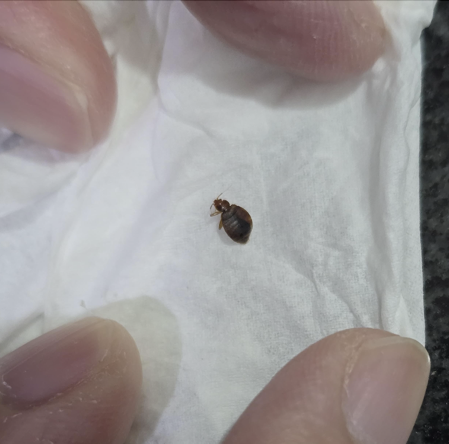 S'porean family allegedly finds bed bugs in Legoland M'sia hotel room ...