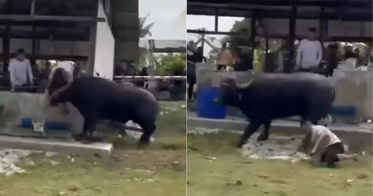 Buffalo gores man to death in M’sia - Mothership.SG - News from ...