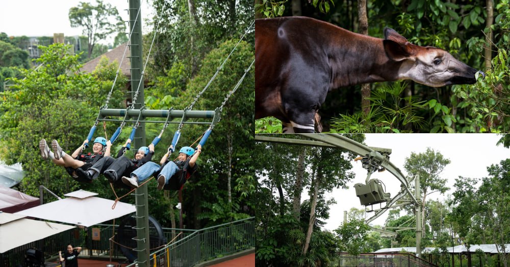 First look: Rainforest Wild Adventure East opens at Mandai with okapis ...