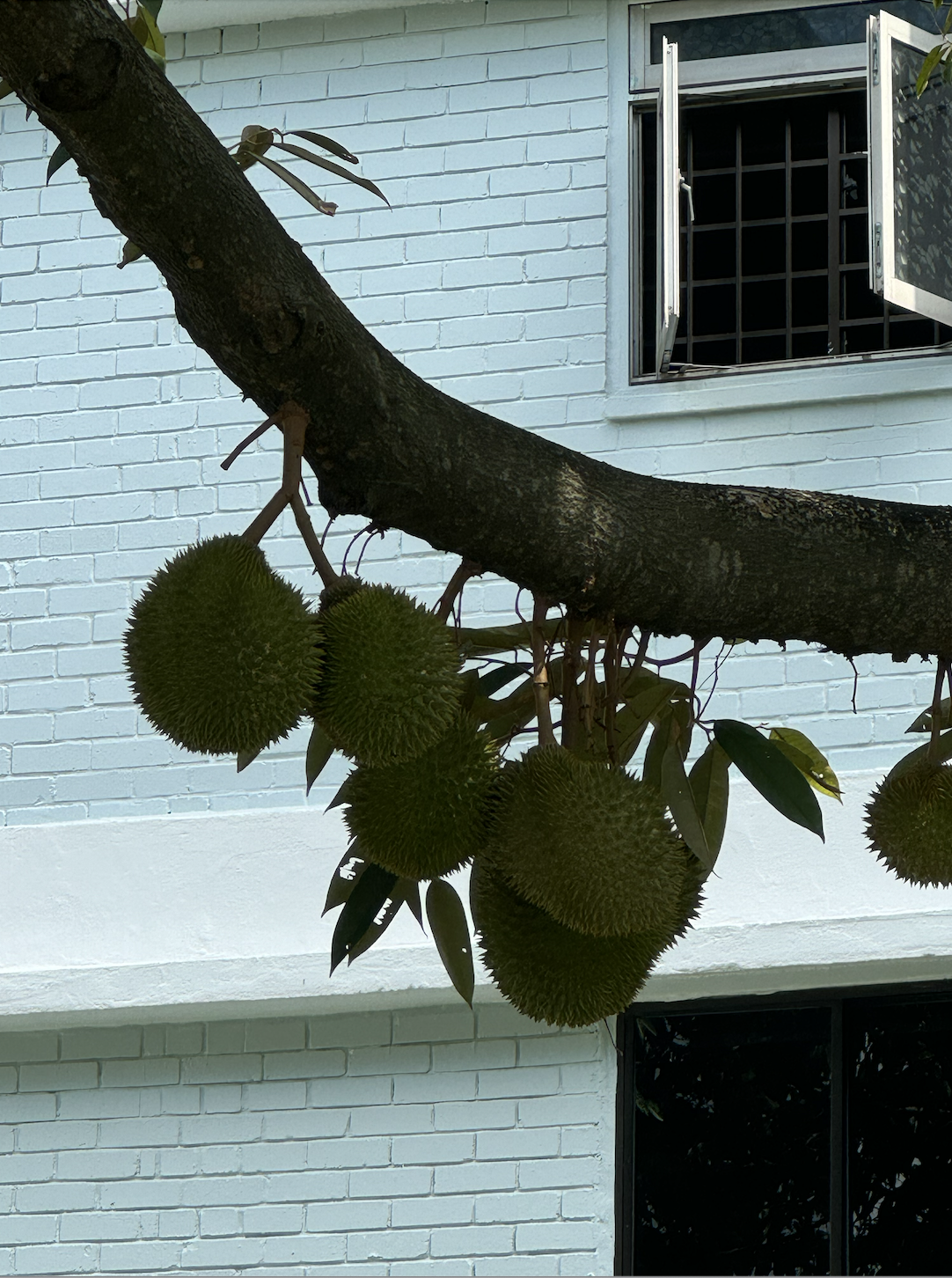 'Do not pick durians' signs at Lorong Lew Lian, Serangoon, as people ...