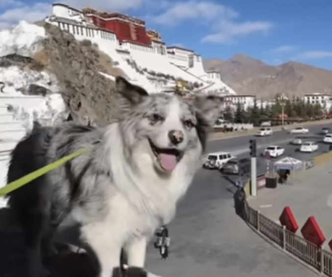 Dog in China with 1.5 million followers allegedly stolen & sold to dog ...
