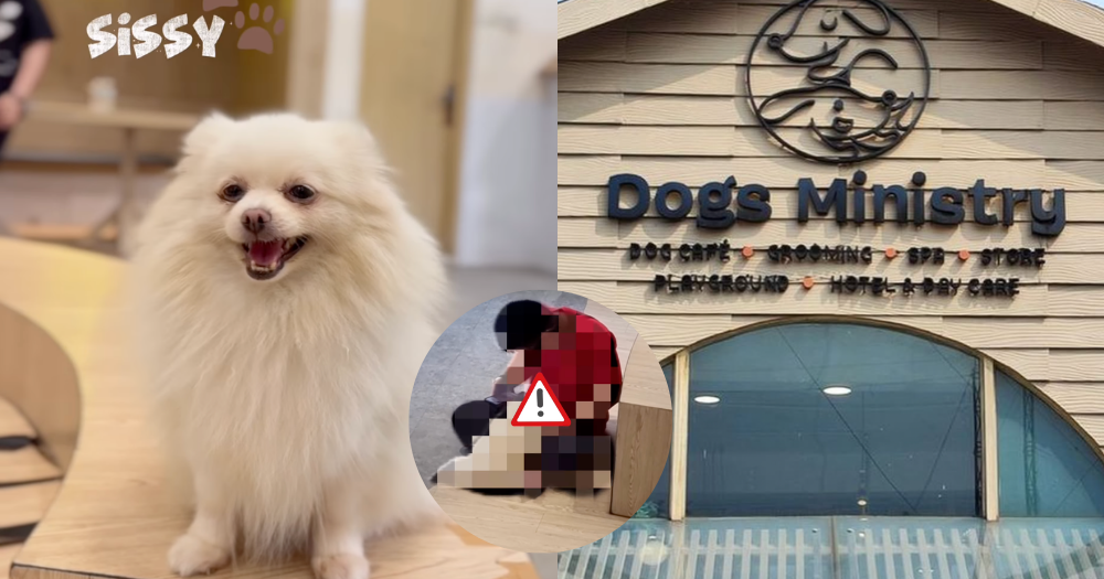 Indonesian man, 22, investigated for allegedly sexually abusing dog at ...